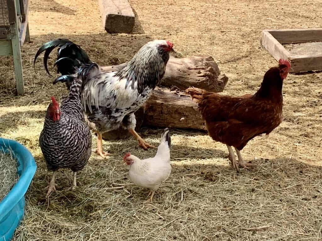 Miniature Chickens and Bantam Chicken Characteristics Guide