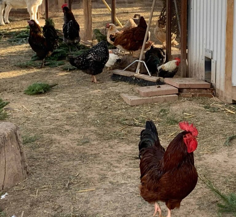 Can You Eat Roosters ~ What to Know About Male Chickens for Meat ...