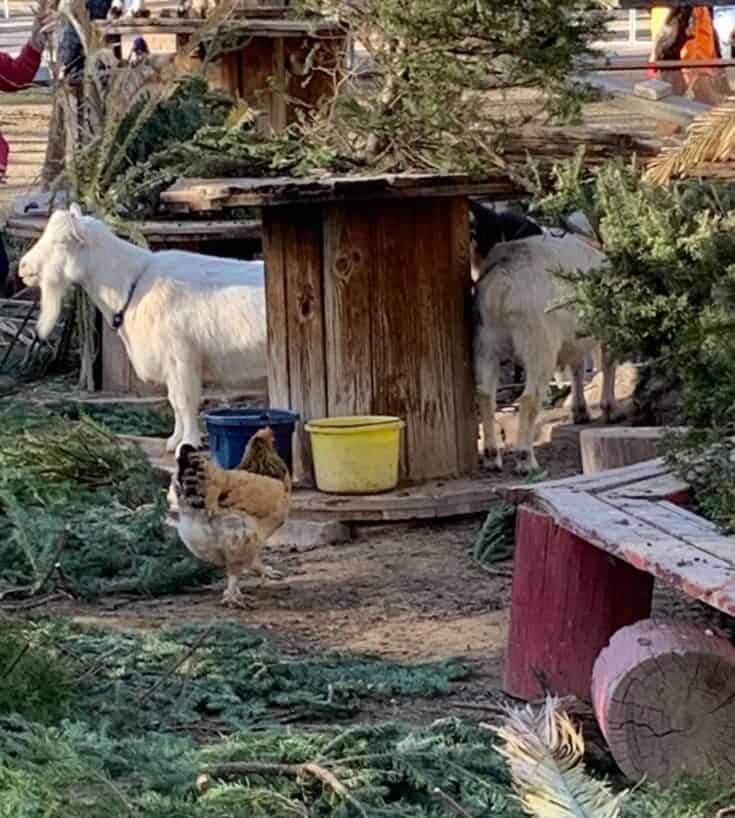 Goat Playground Ideas ~ Easy Ways to Keep Goats Engaged | Chickens ...