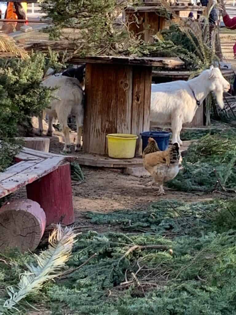 Goat Playground Ideas ~ Easy Ways to Keep Goats Engaged | Chickens ...
