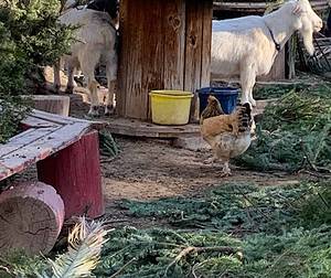Goat Playground Ideas ~ Easy Ways to Keep Goats Engaged - Rural Living ...