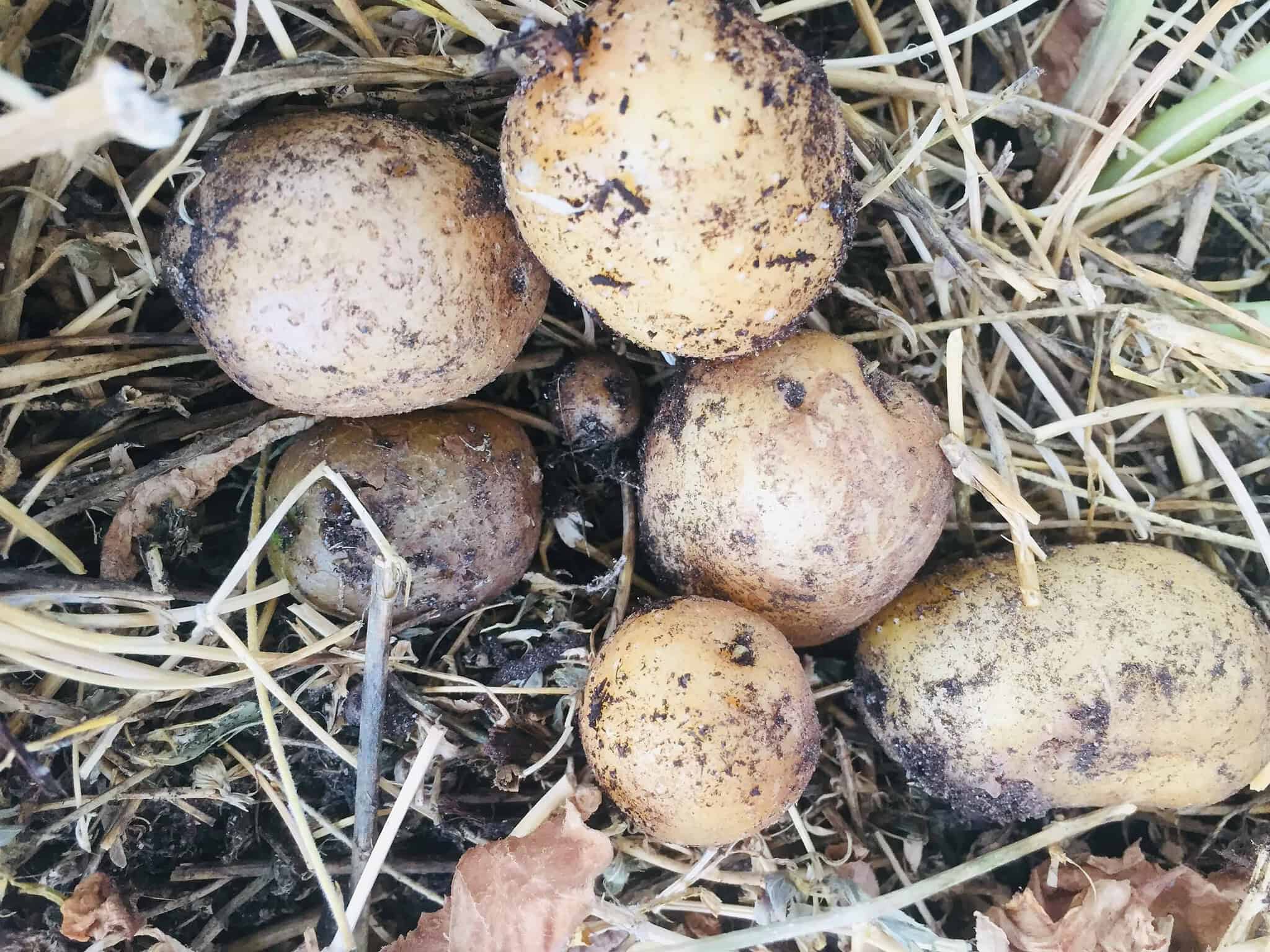 When to Harvest Potatoes to Maximize Their Growth | Chickens, Livestock ...