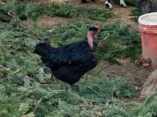 Naked Neck Chickens: Dual Purpose Turkens for Eggs & Meat