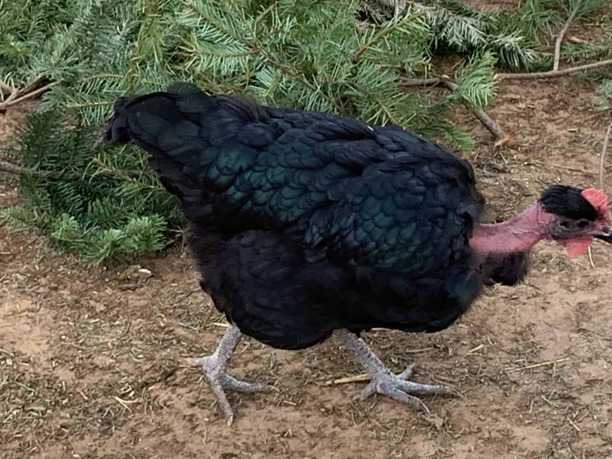 Naked Neck Chickens: Dual Purpose Turkens for Eggs & Meat