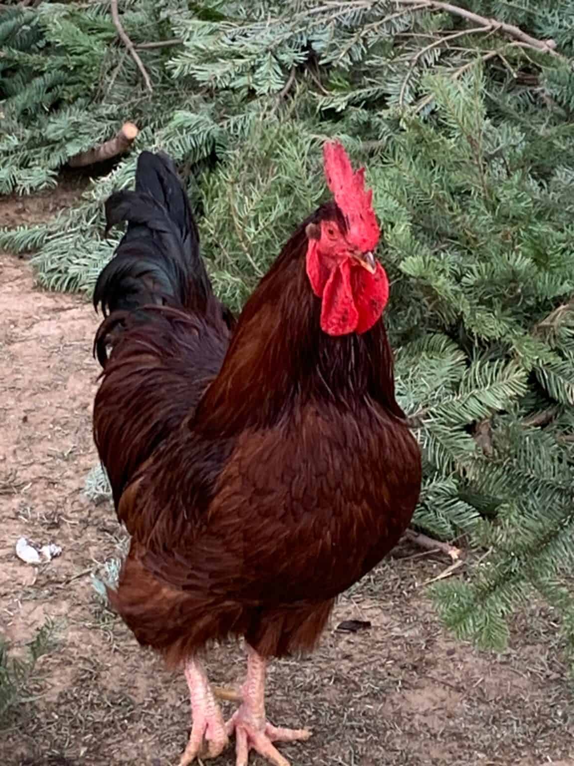 Rhode Island Red Chickens: Prolific Egg Layers & Easy Care Guide
