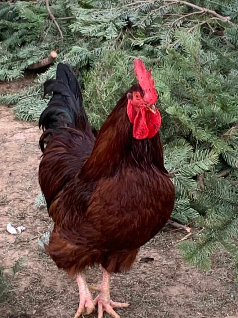 Rhode Island Red Chickens: Prolific Egg Layers & Easy Care Guide
