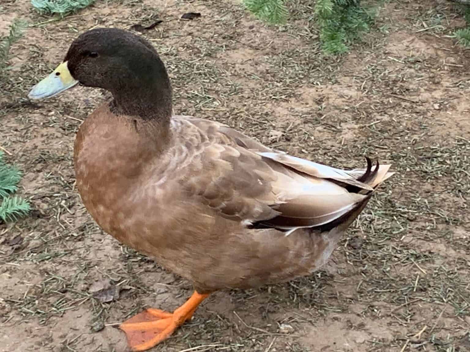 Rouen Ducks for Meat and Hobby Raising | Hardy and Friendly Breed