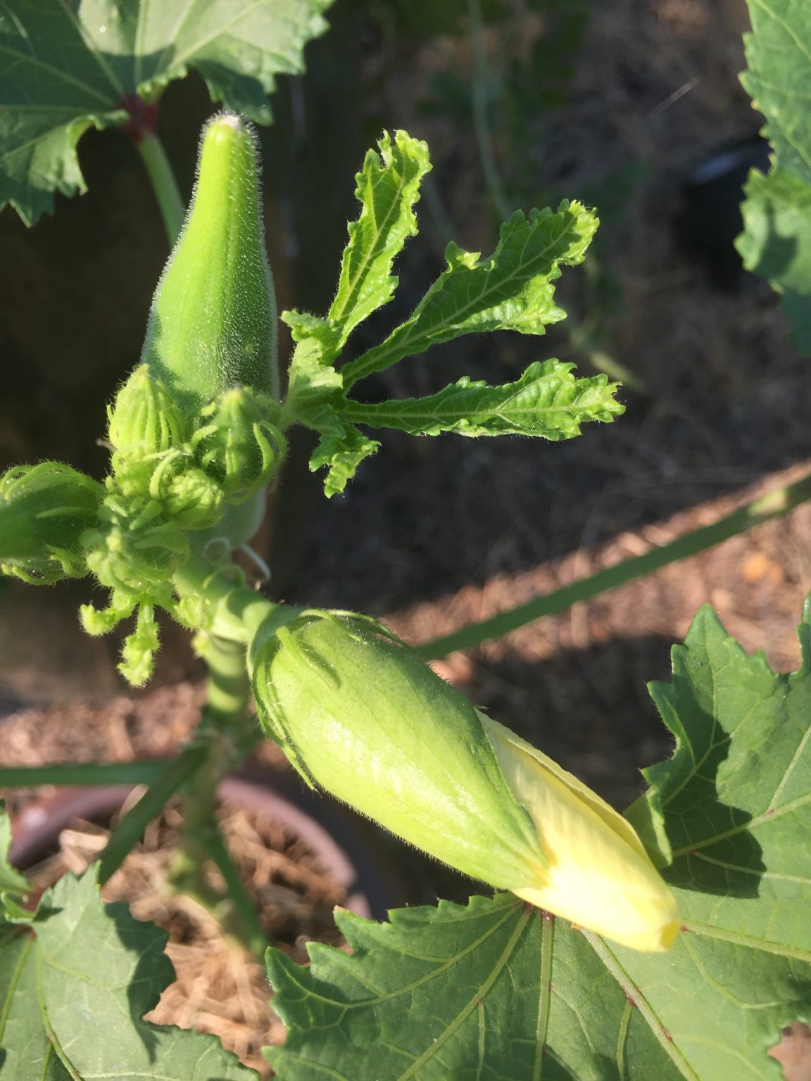 Growing Okra Plants ~ How to Grow Lots! - Rural Living Today