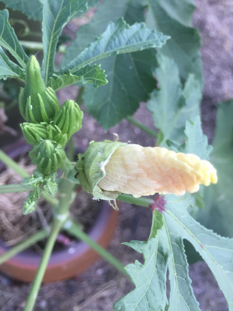 Growing Okra Plants ~ How to Grow Lots of Okra! - Rural Living Today