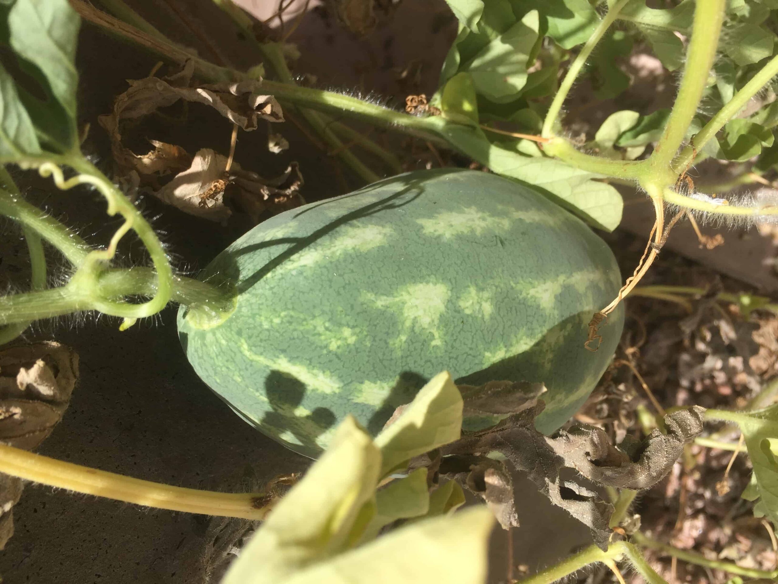 Yellow Watermelon Varieties and How to Grow - Rural Living Today