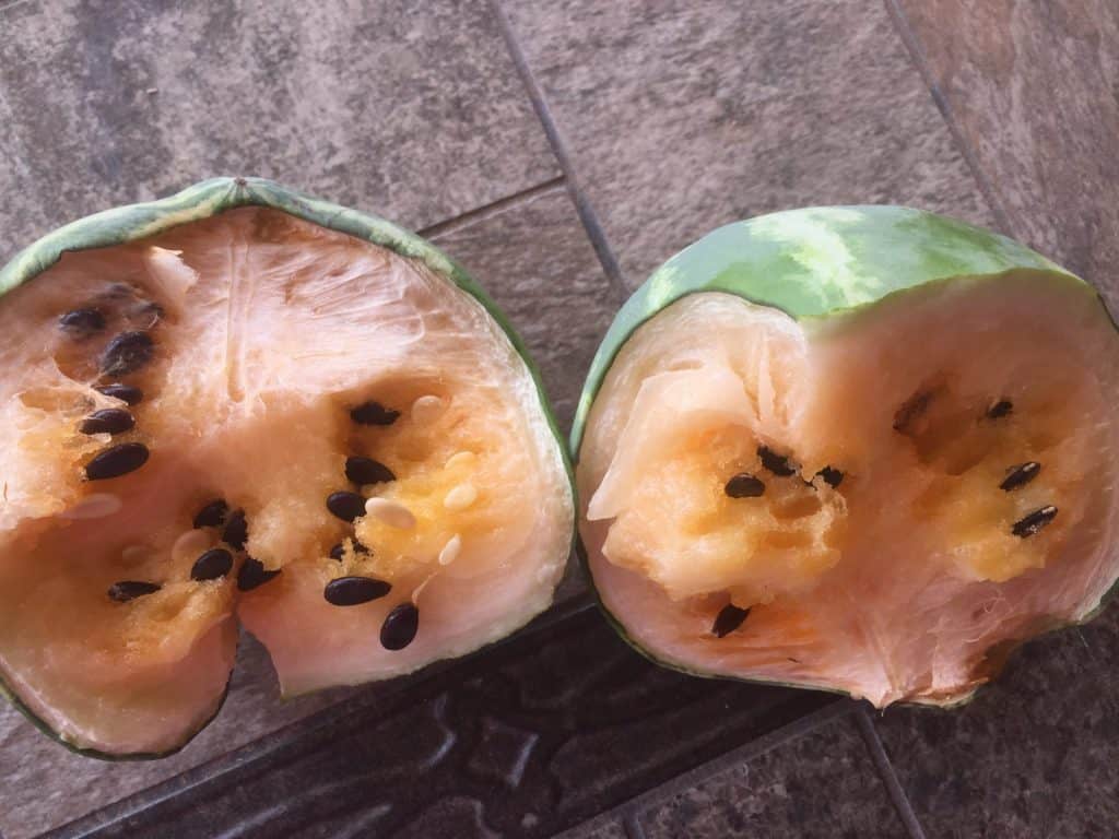 Yellow Watermelon Varieties and How to Grow - Rural Living Today