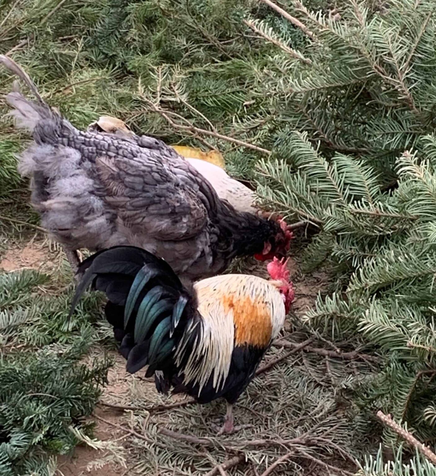 Can You Eat Roosters ~ What to Know About Male Chickens for Meat ...