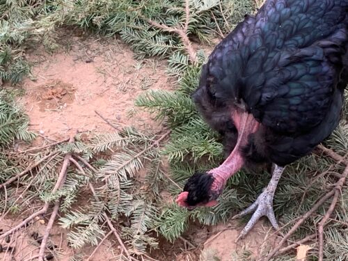 Naked Neck Chickens: Dual Purpose Turkens for Eggs & Meat