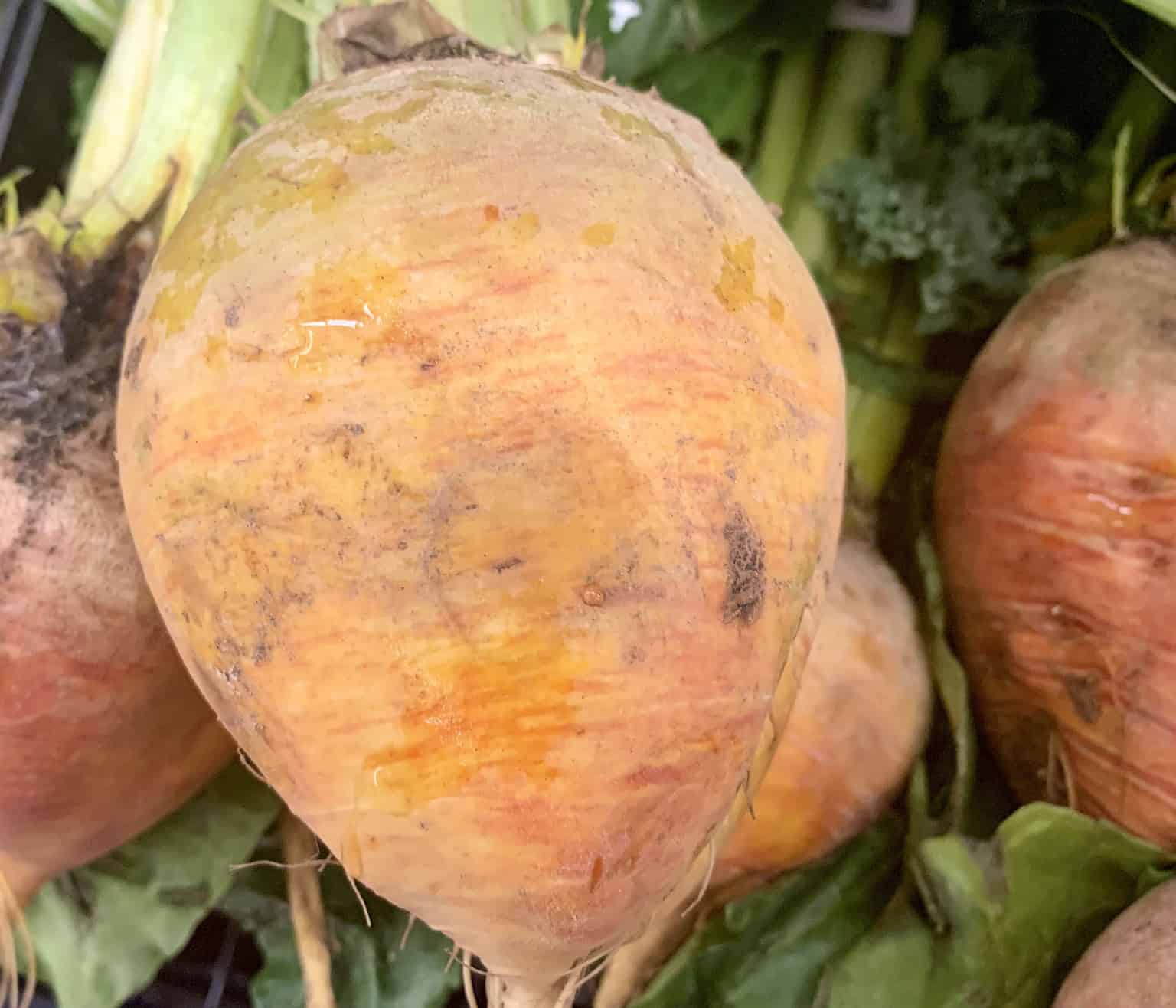 When to Harvest Beets So They Are Just Right - Rural Living Today