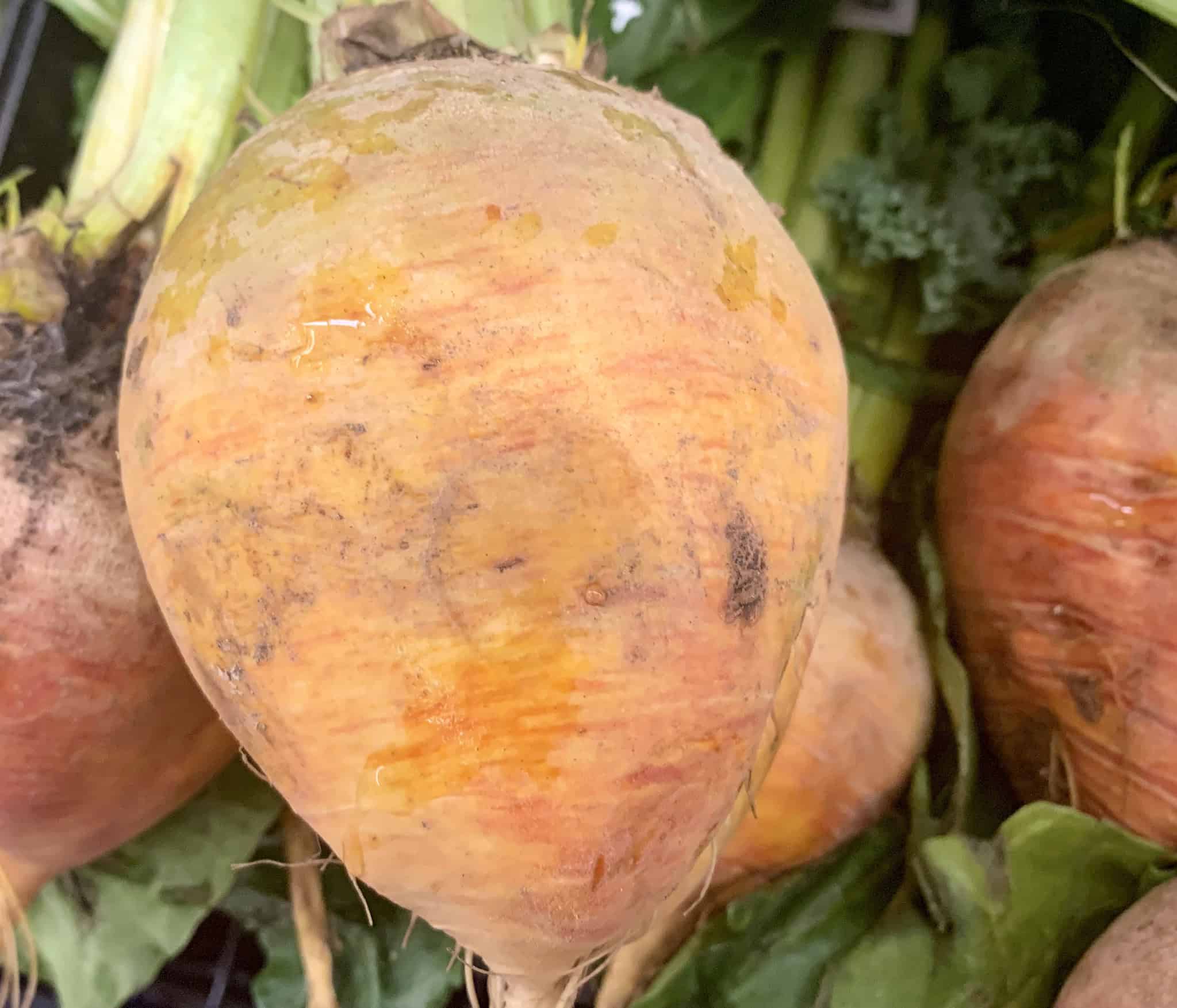 When to Harvest Beets So They Are Just Right - Rural Living Today