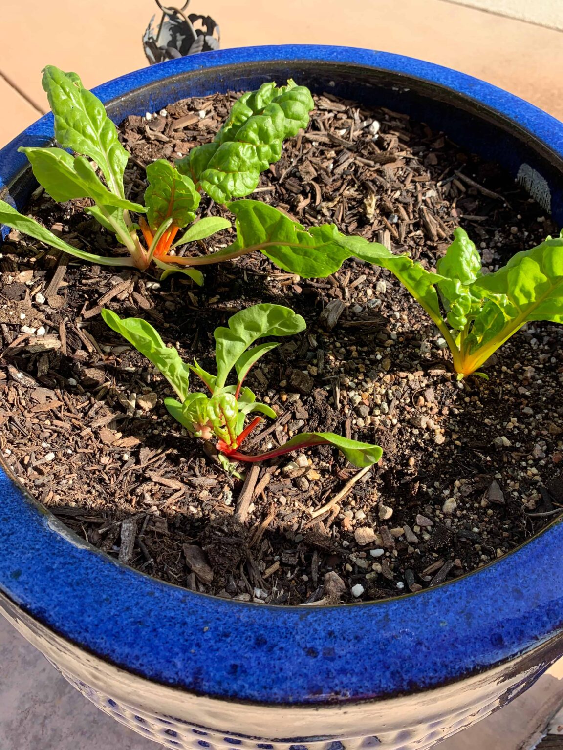 Growing Swiss Chard the Right Way the First Time - Rural Living Today
