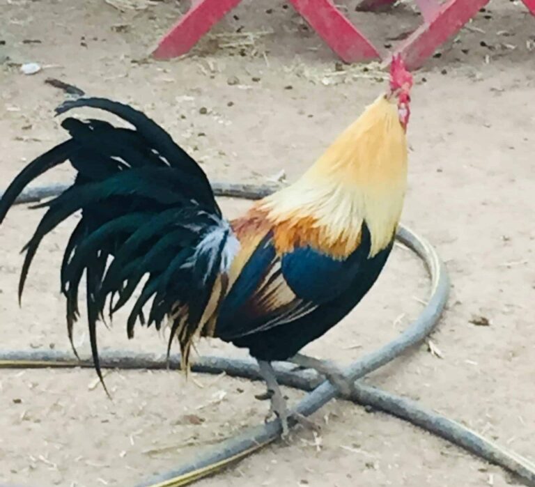 Why Do Roosters Crow ~ 5 Reasons for Crowing - Rural Living Today