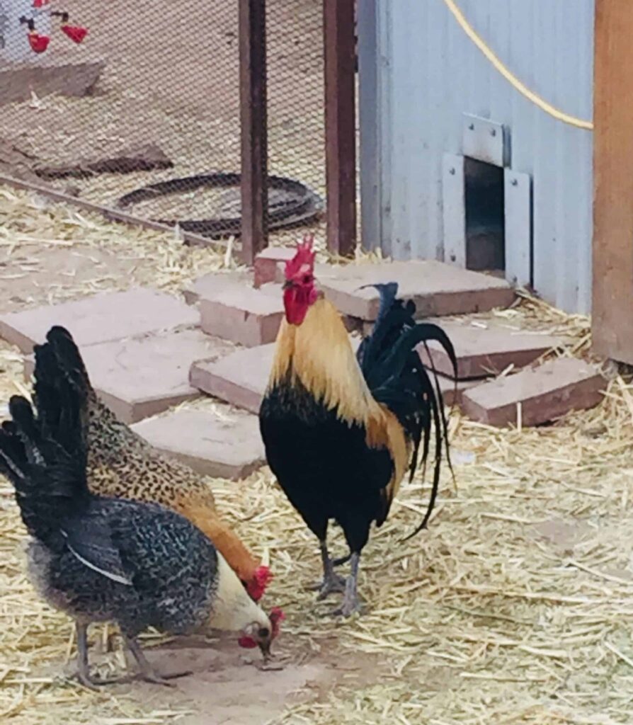 How Long Do Roosters Live: Factors that Affect Rooster Lifespan