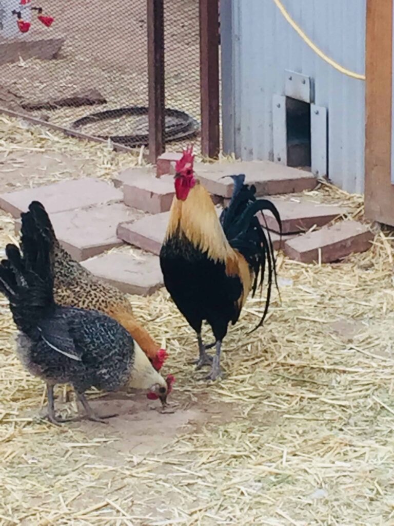 Why Do Roosters Crow? 5 Reasons for Crowing 2022 - Rural Living Today