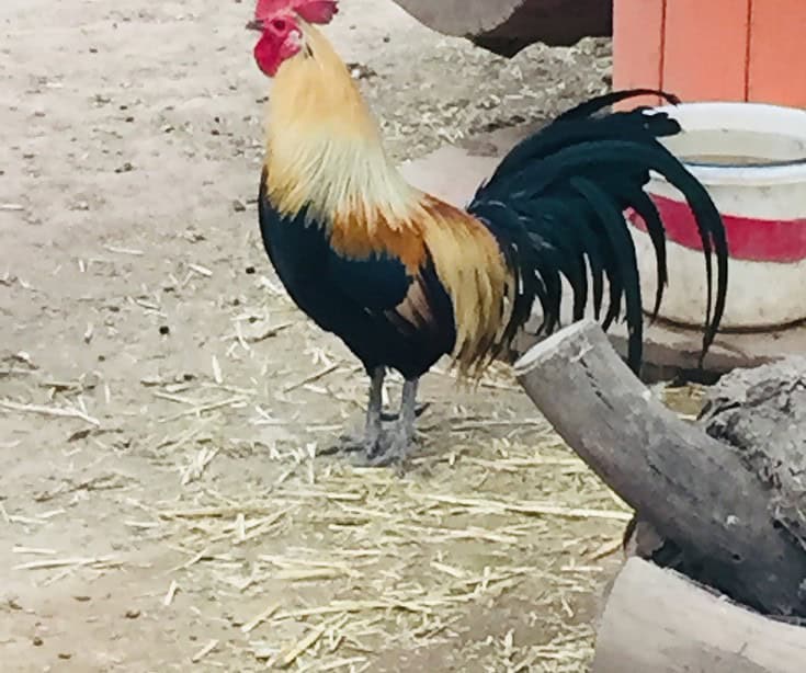 How Long Do Roosters Live: Factors that Affect Rooster Lifespan