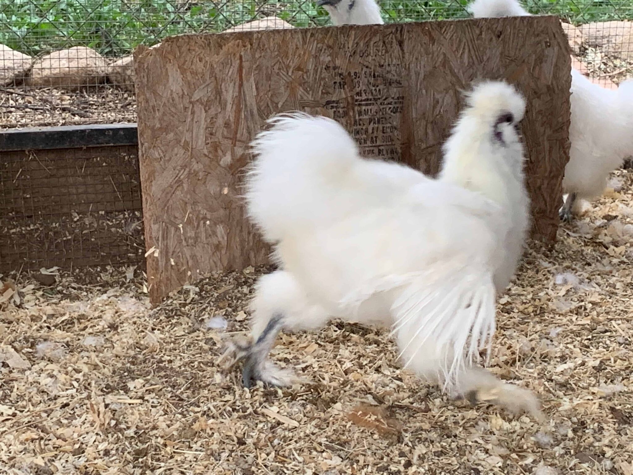 Silkie Chicken Lifespan & Care Guide for Fluffy Chickens