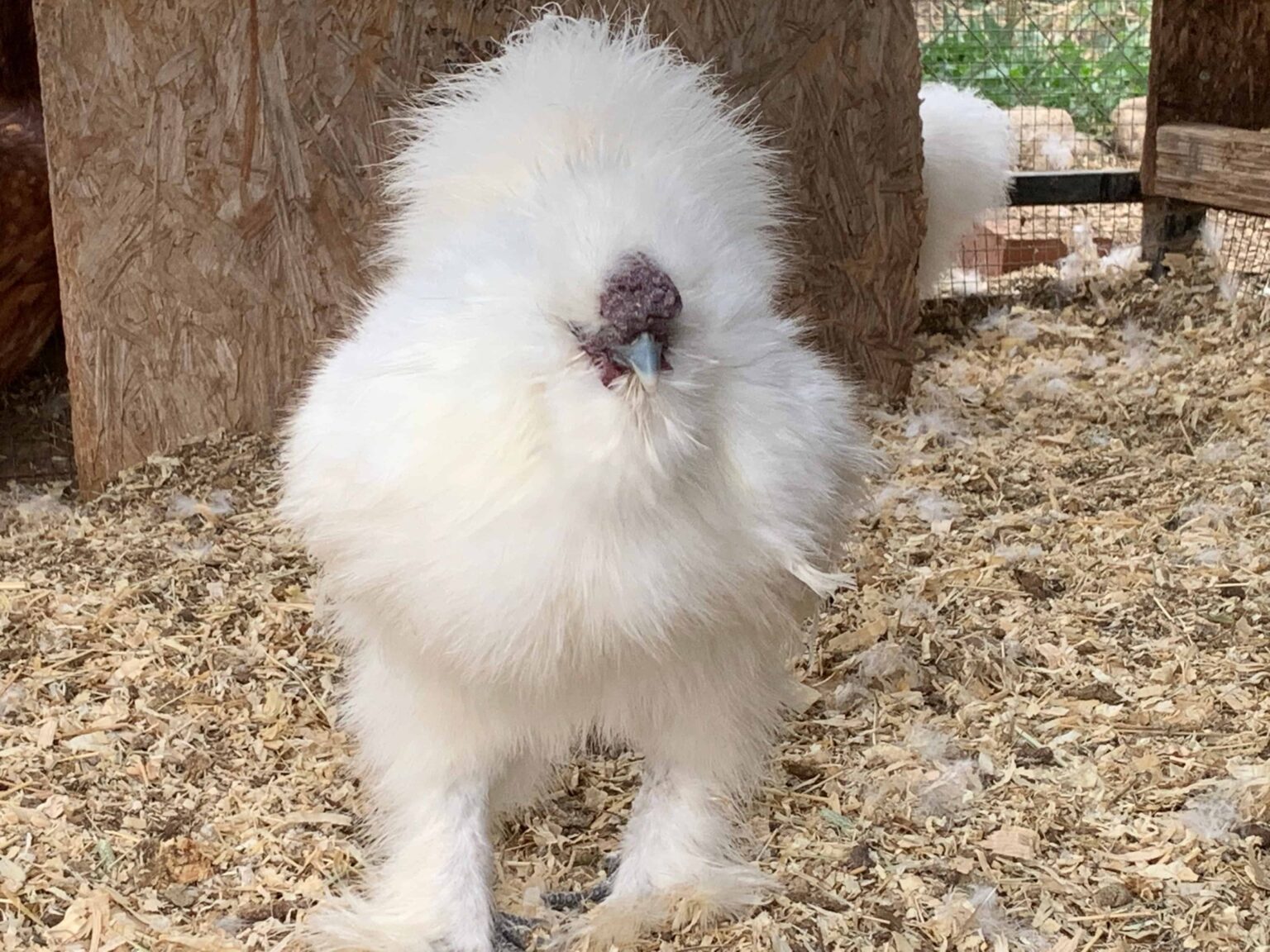 Silkie Chicken Lifespan & Care Guide for Fluffy Chickens