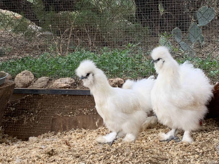 Silkie Chicken Lifespan & Care Guide for Fluffy Chickens