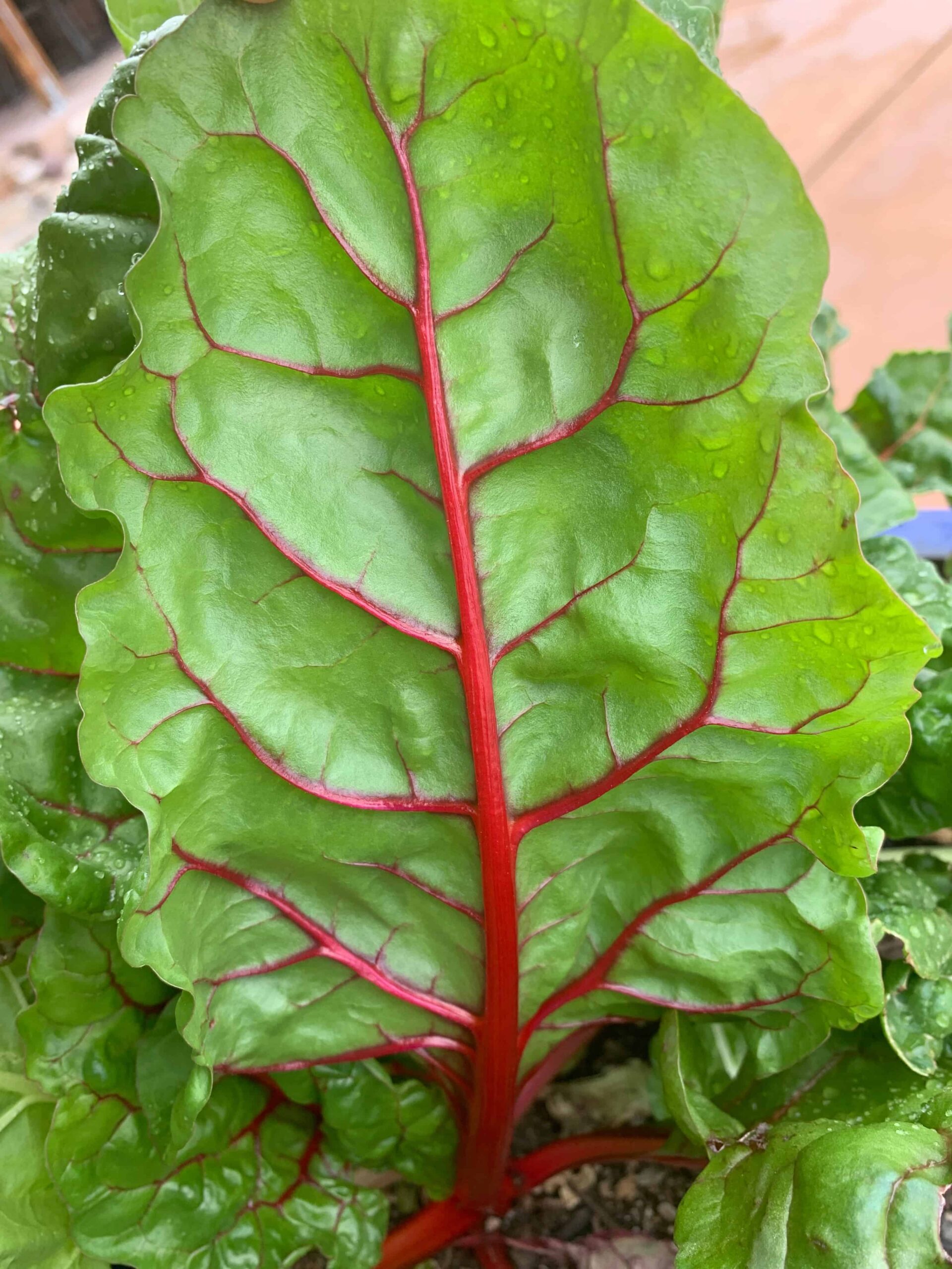 Growing Swiss Chard the Right Way the First Time