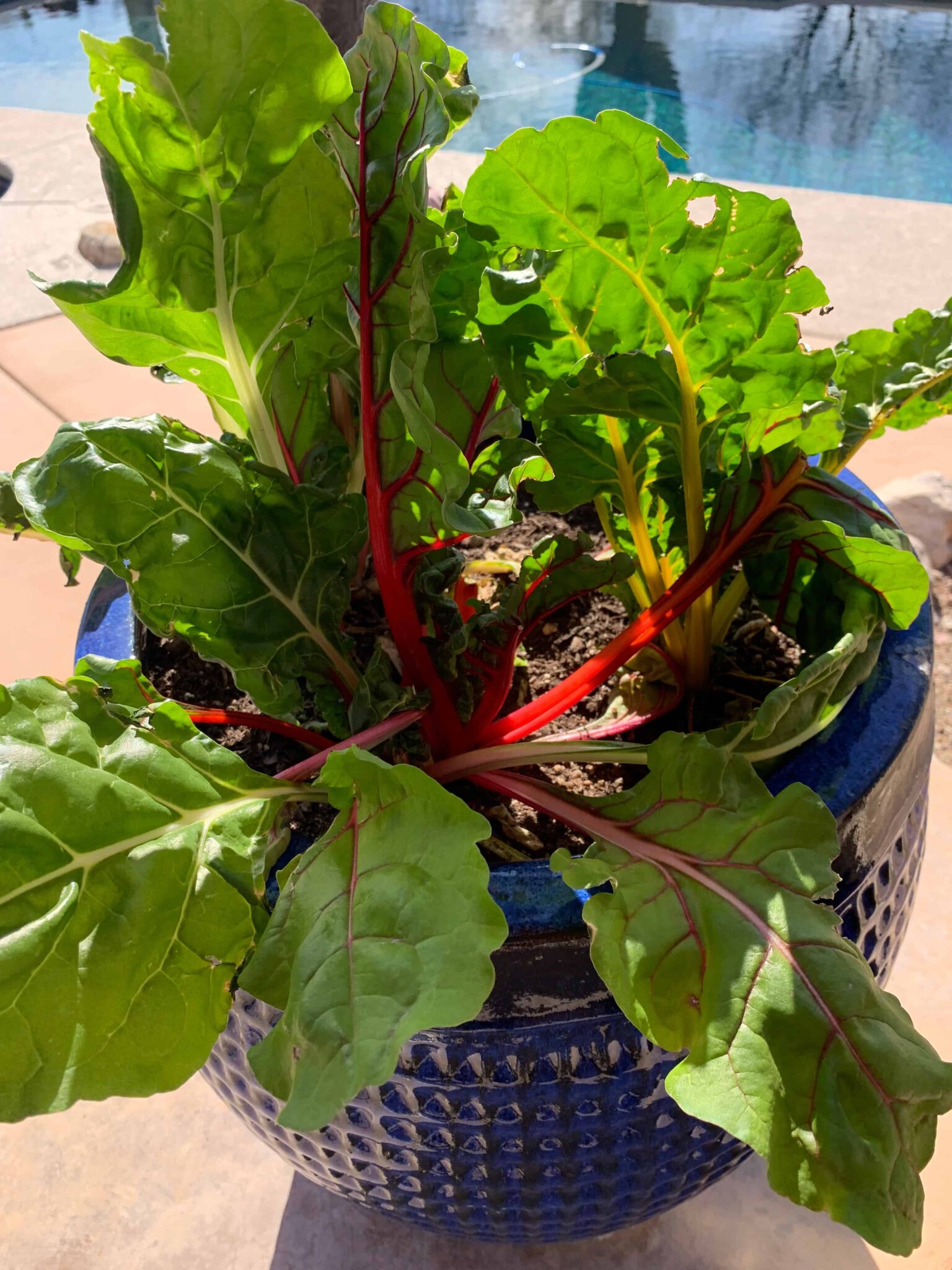 Growing Swiss Chard the Right Way the First Time - Rural Living Today