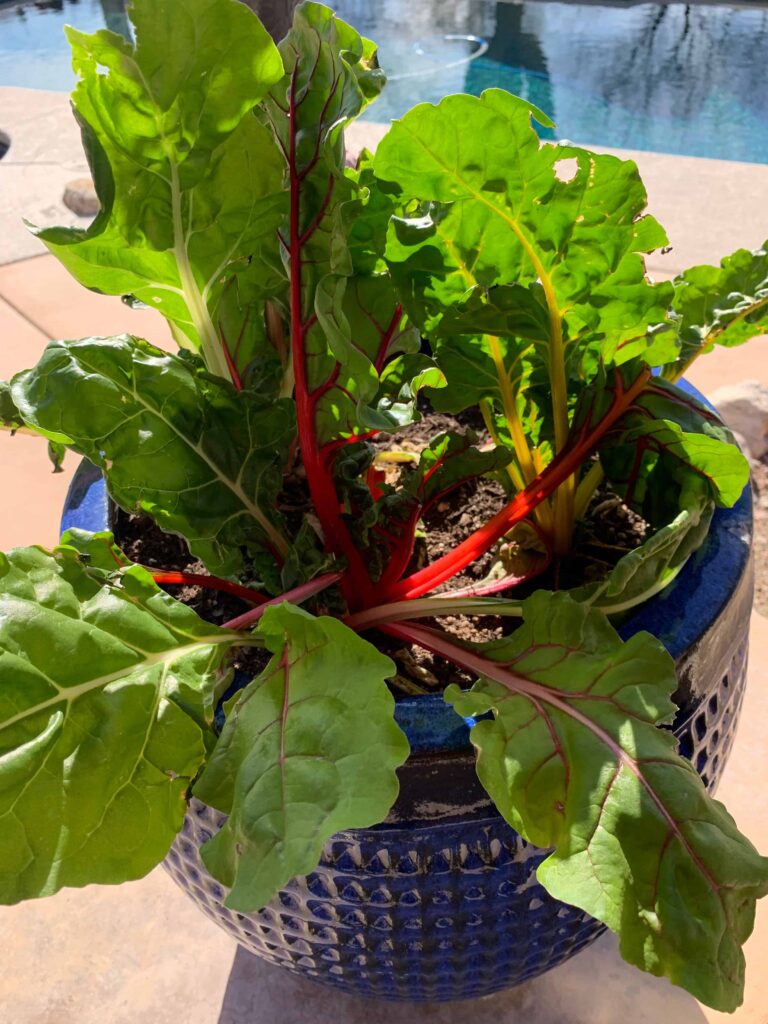 Growing Swiss Chard the Right Way the First Time - Rural Living Today