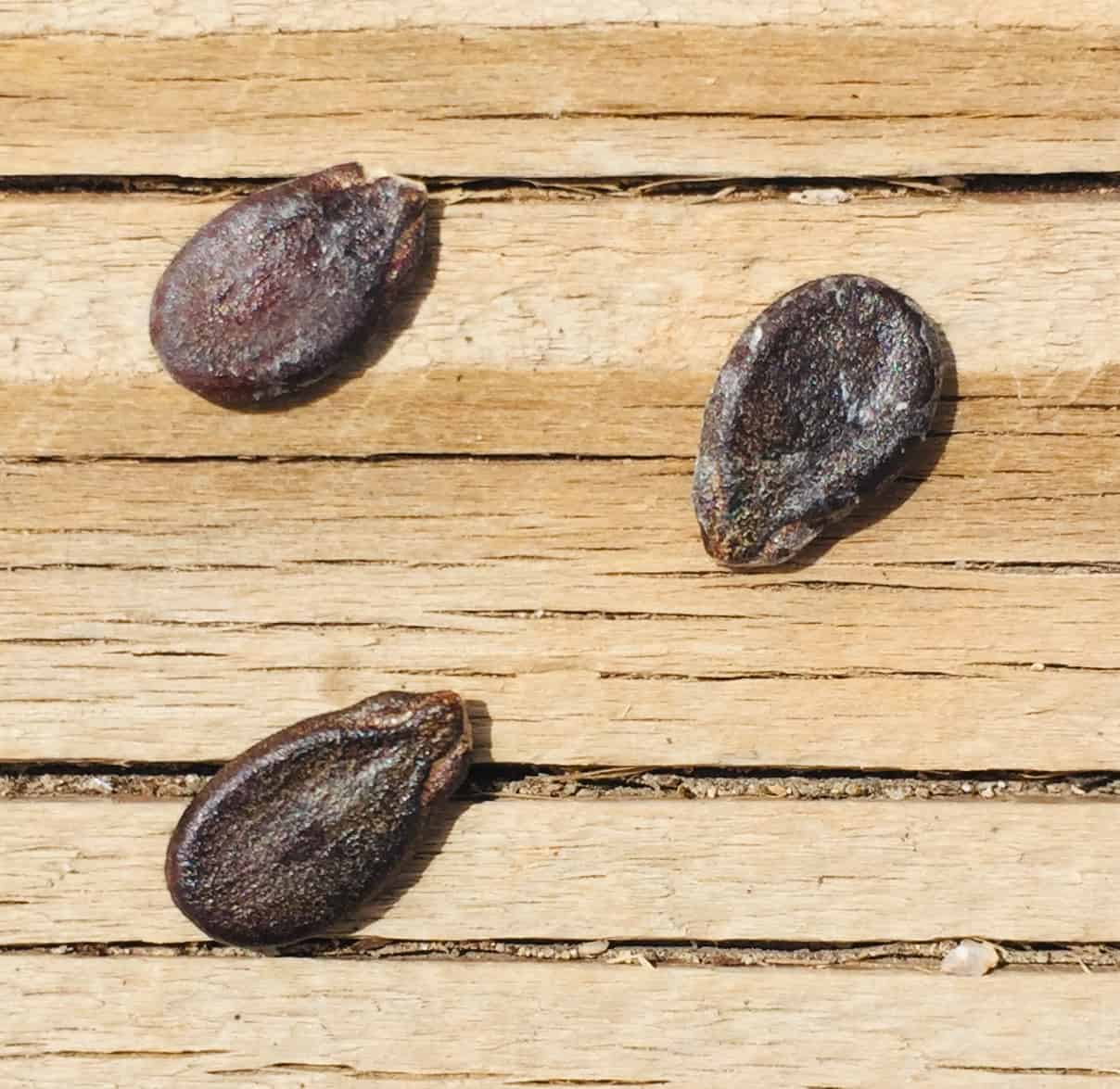 Yellow Watermelon Varieties and How to Grow