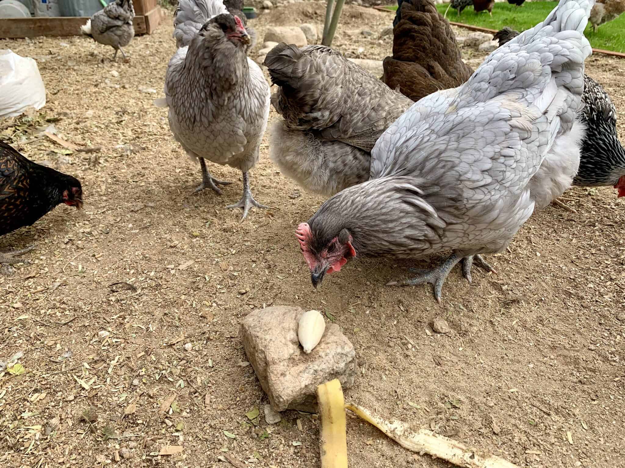 Can Chickens Eat Bananas and Banana Peels | Safe Feeding Tips