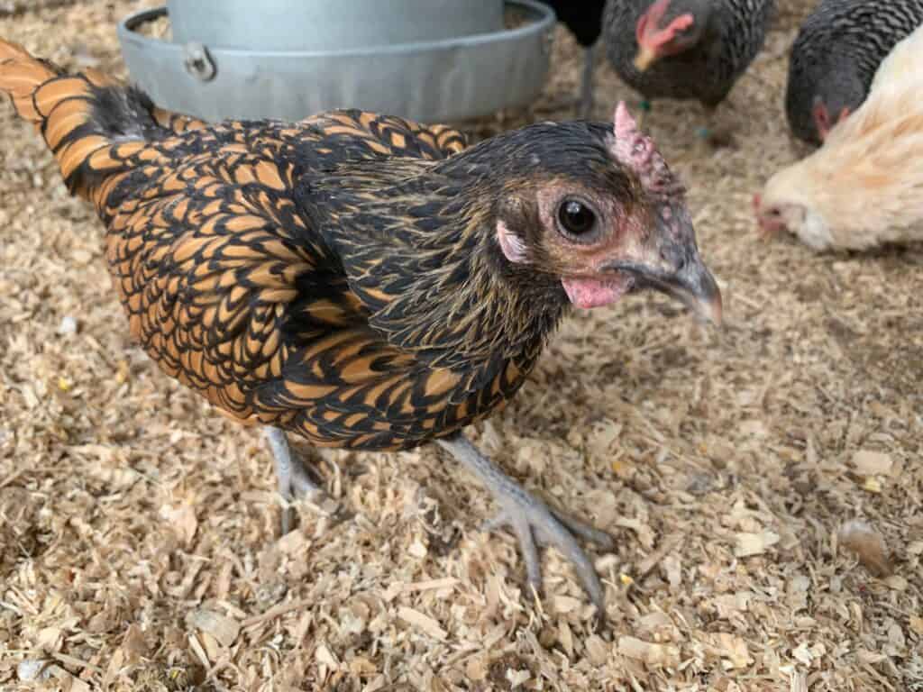 Golden Sebright Bantam Chicken