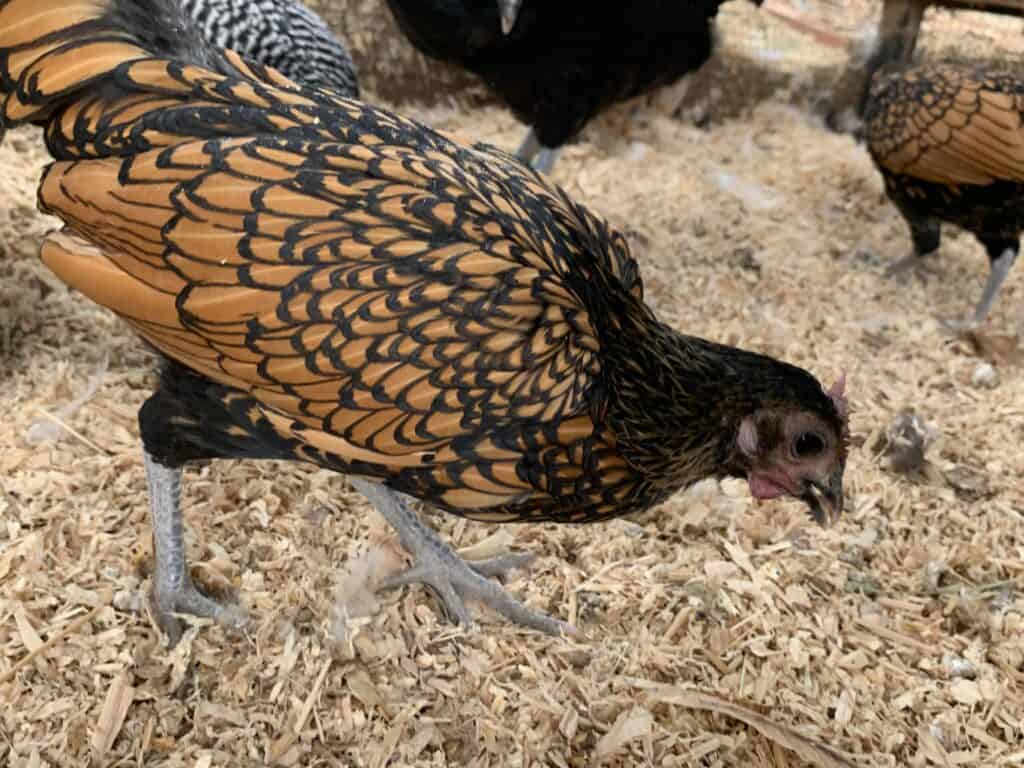 Golden Sebright Bantam Chicken