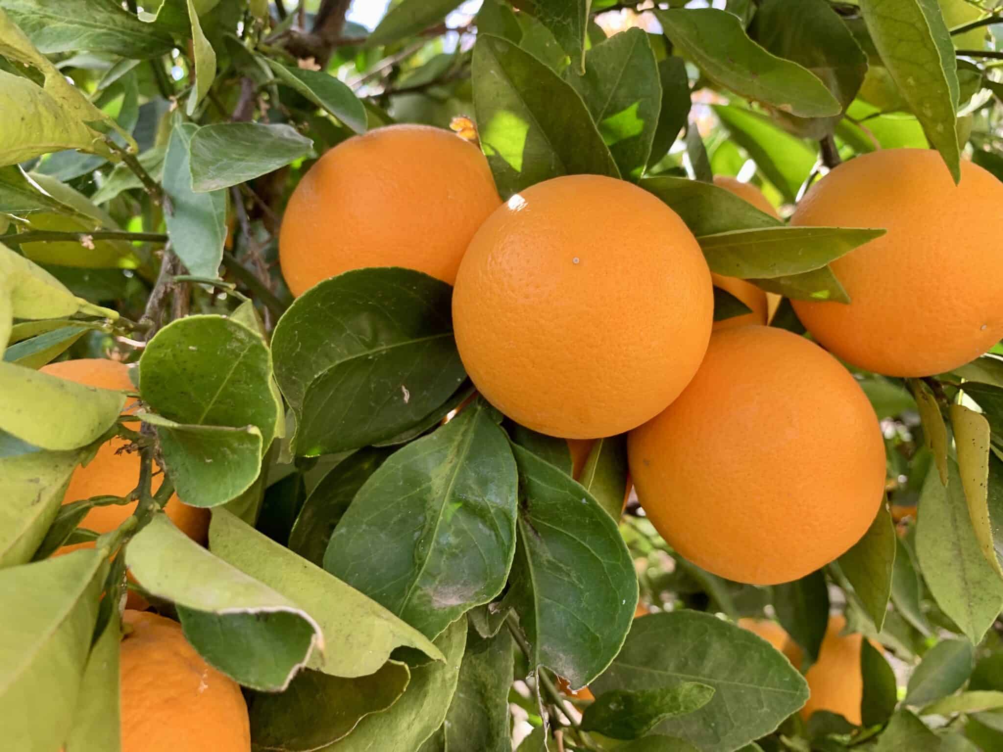 Types of Oranges for Your Homestead: Varieties & Growing Tips