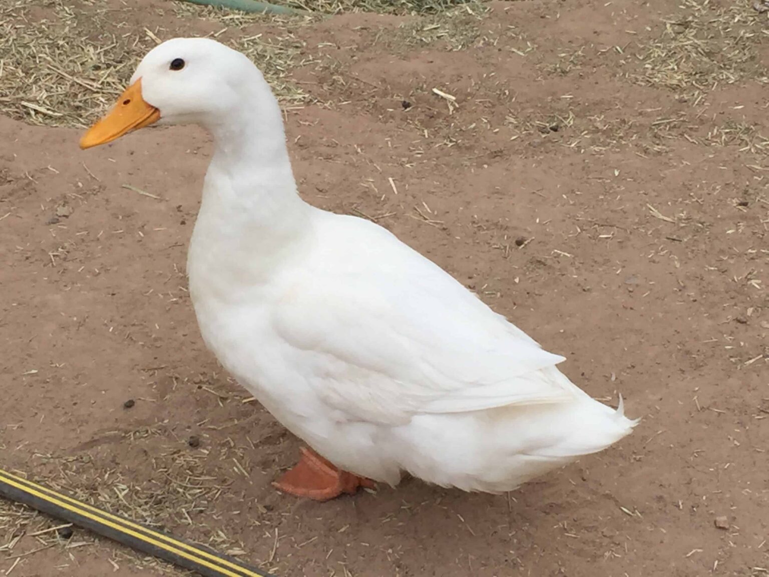 Raising Pekin Ducks for Meat and Eggs at Home