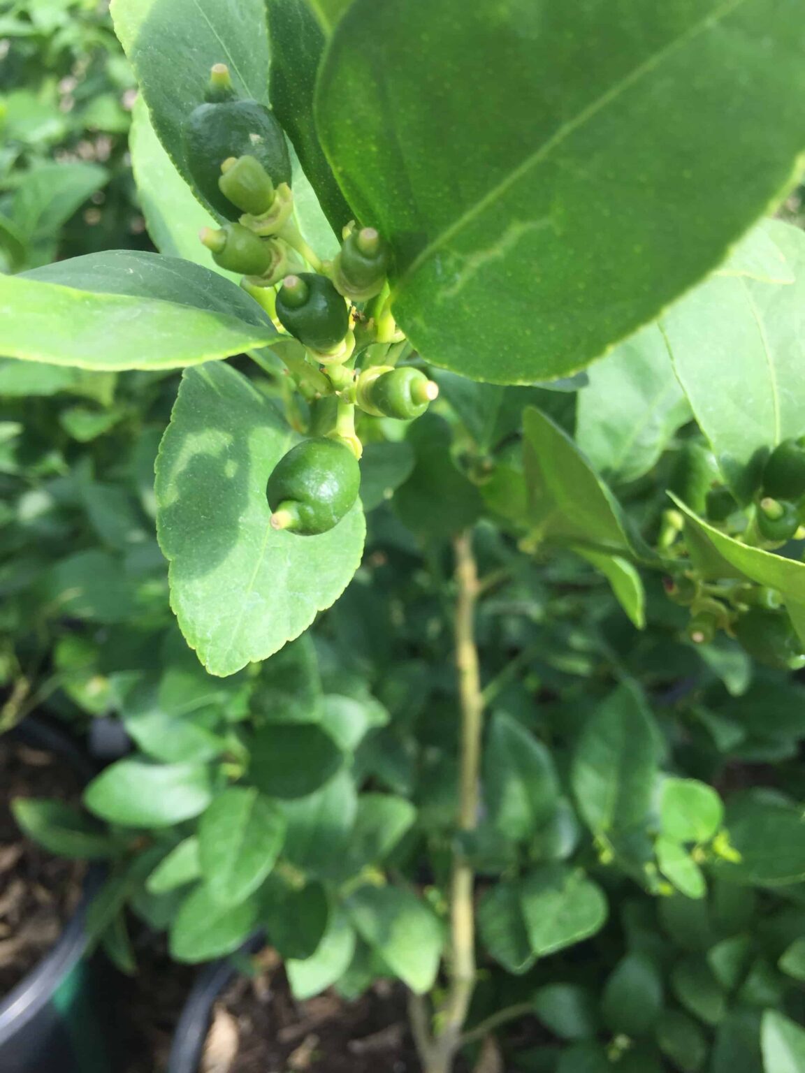 Lime Tree ~ How To Grow Lime Trees Successfully