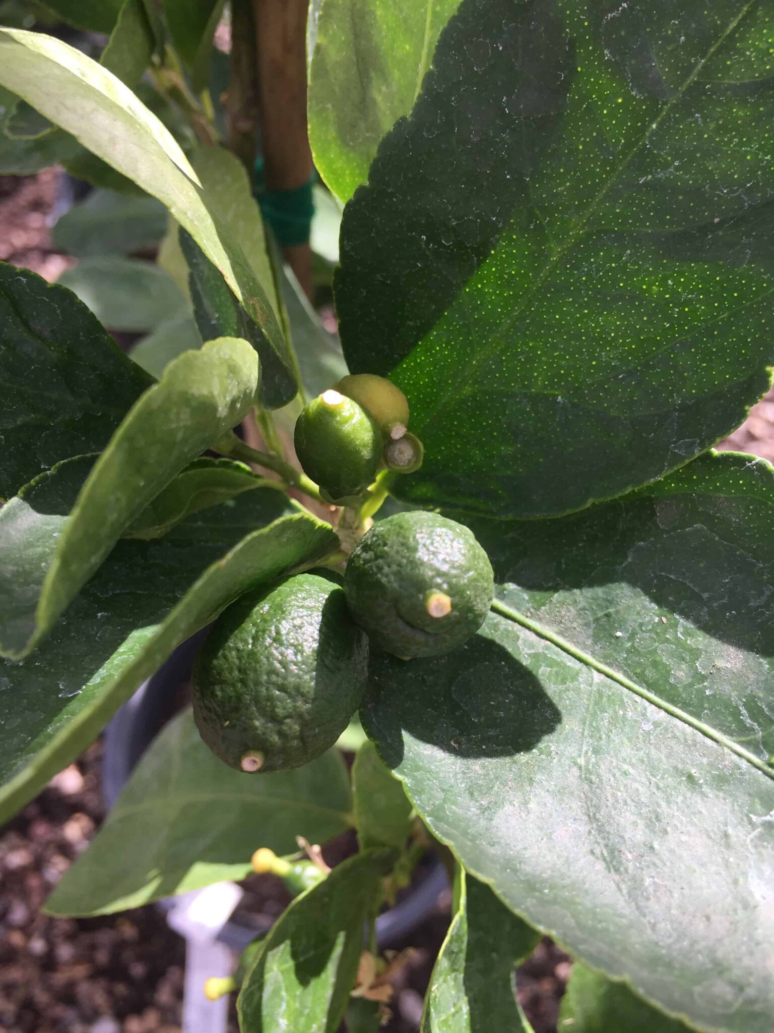 Lime Tree ~ How To Grow Lime Trees Successfully