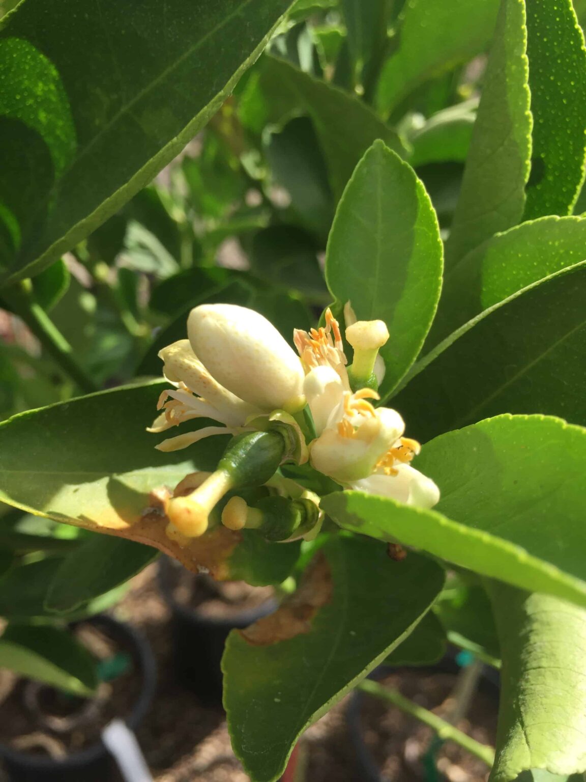 Lime Tree ~ How To Grow Lime Trees Successfully - Rural Living Today