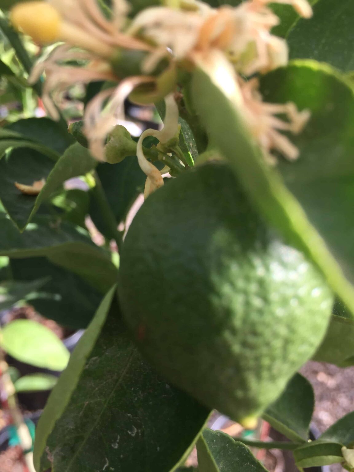 Lime Tree ~ How To Grow Lime Trees Successfully