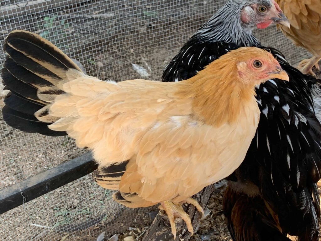 555+ Chicken Names for Your Fun Feathered Flock