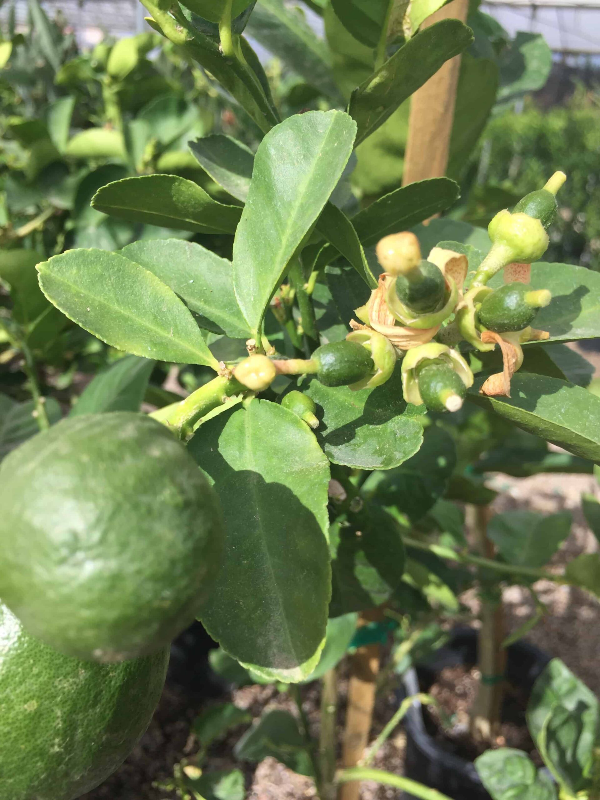 Lime Tree ~ How To Grow Lime Trees Successfully - Rural Living Today