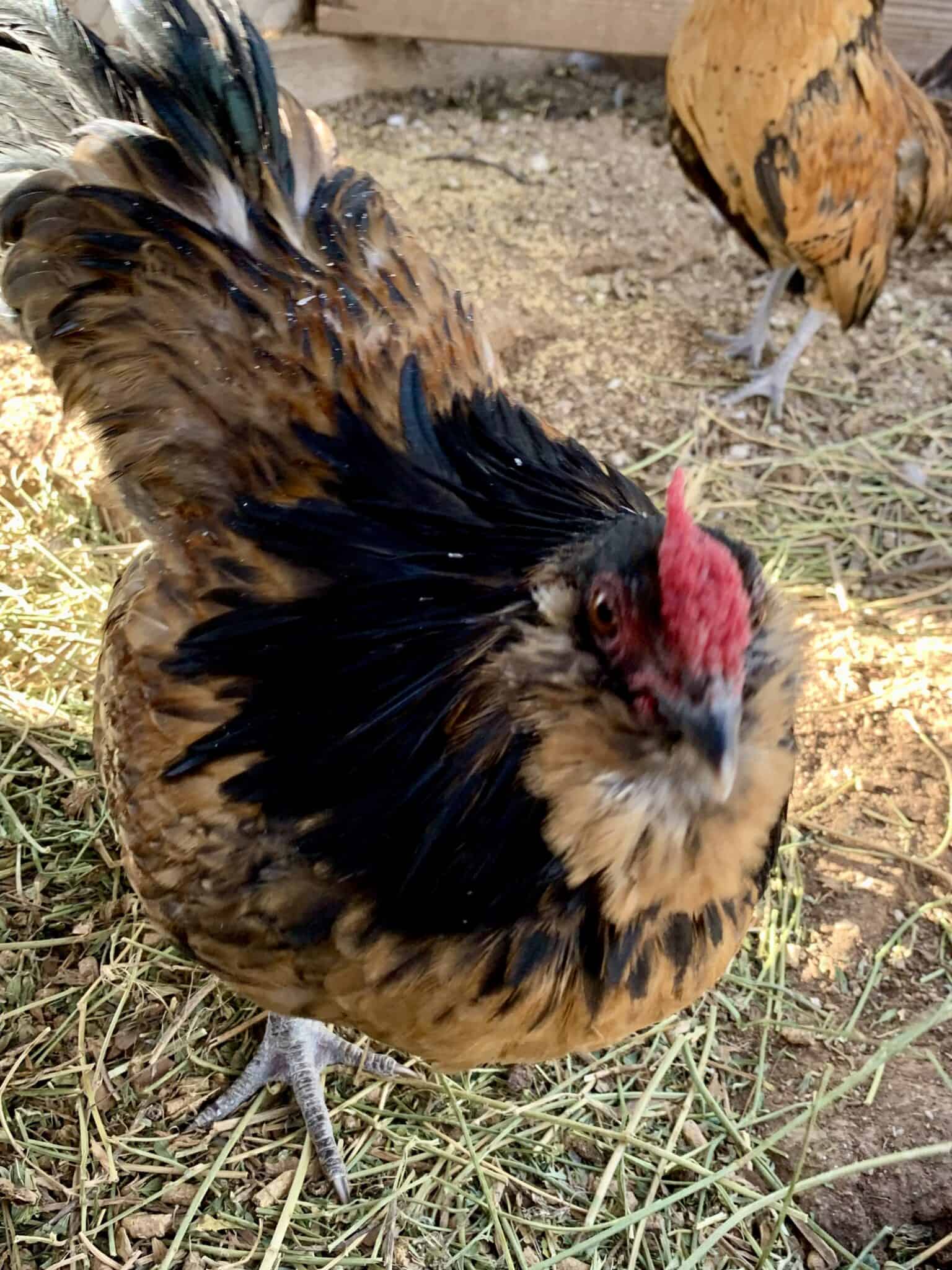 Discover Belgian Bearded d’Anver Bantams - Ideal for Small Yards