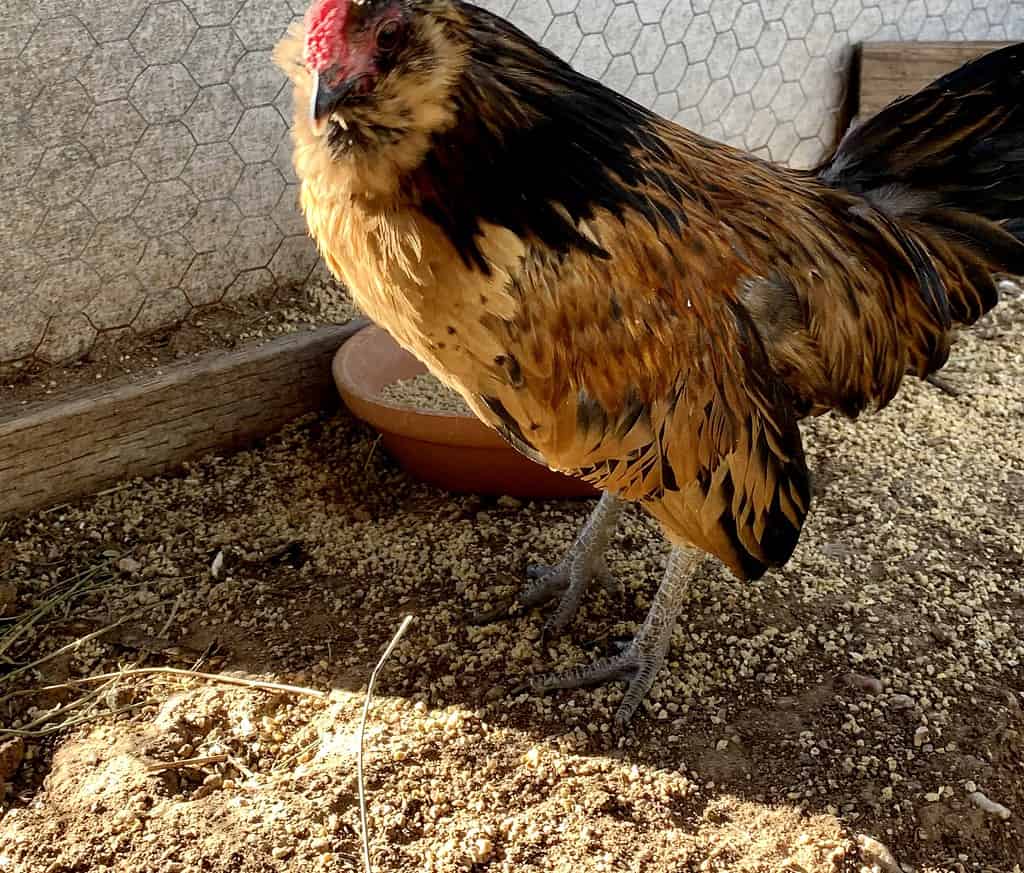 Belgian Bearded d'Anver - Rural Living Today