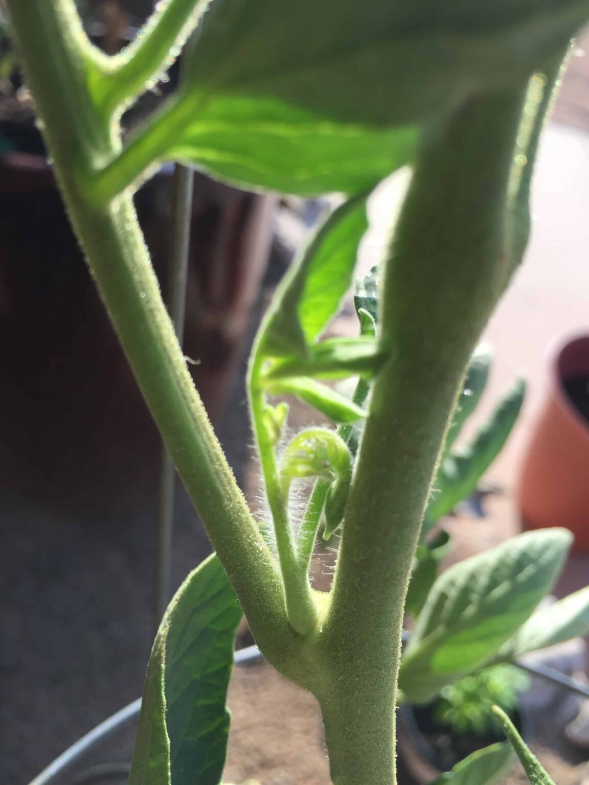 Indeterminate Tomatoes ~ What to Know to Grow - Rural Living Today