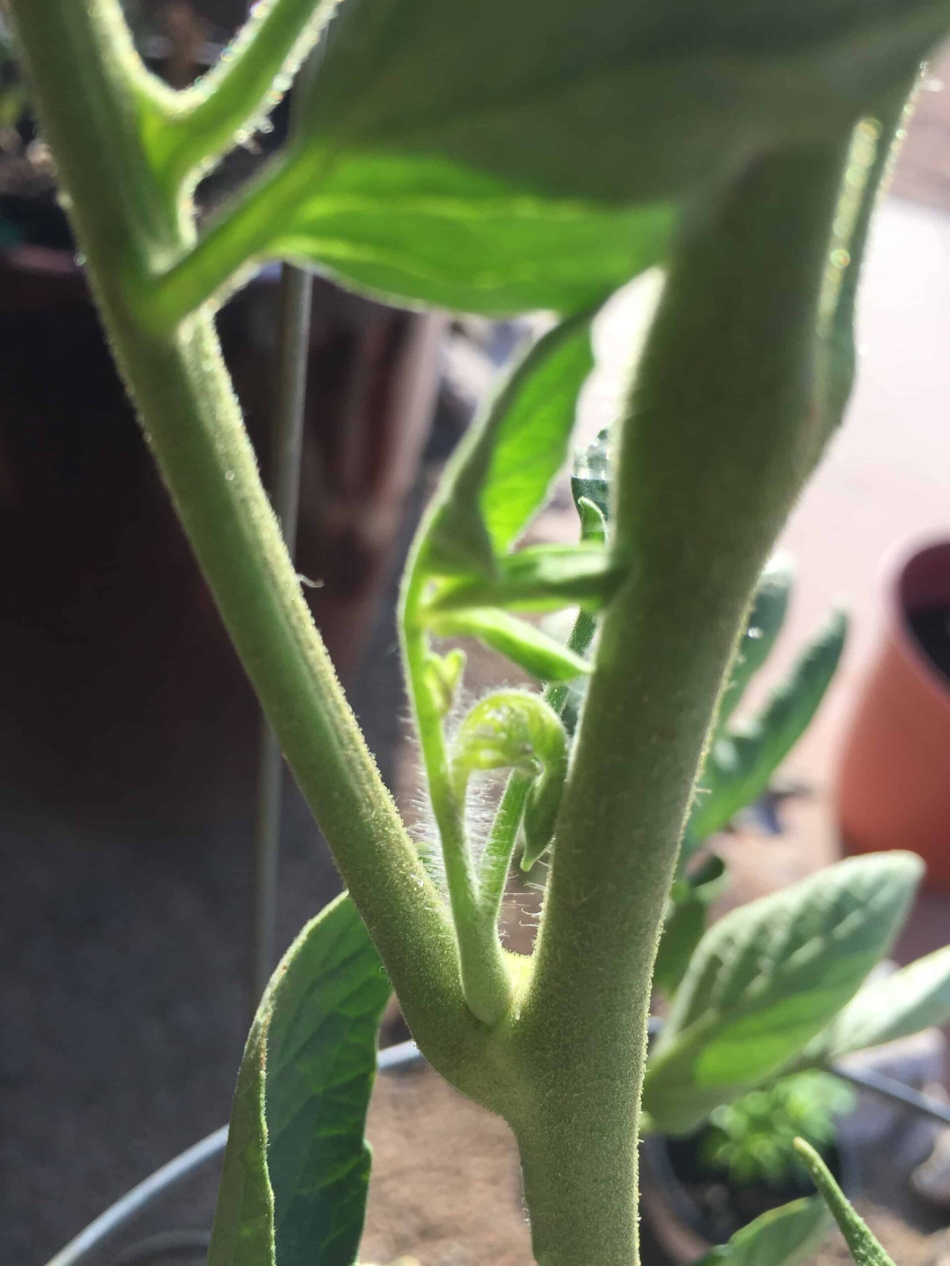 Indeterminate Tomatoes ~ What to Know to Grow - Rural Living Today