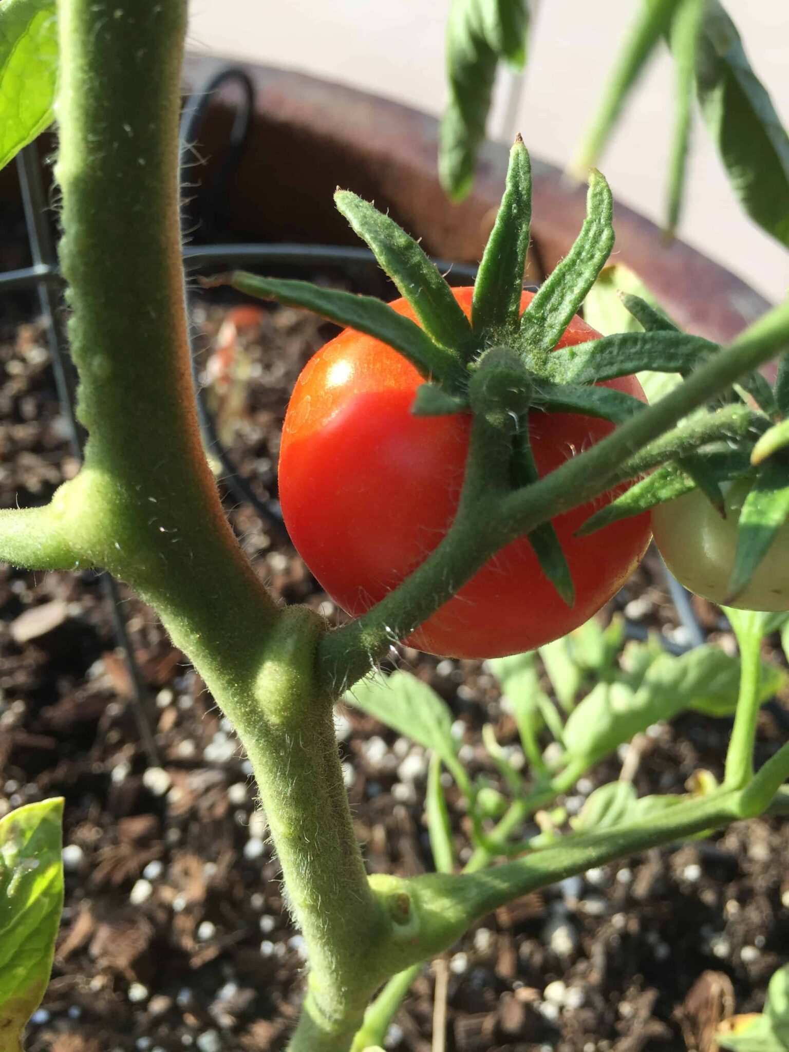 Indeterminate Tomatoes ~ What to Know to Grow - Rural Living Today