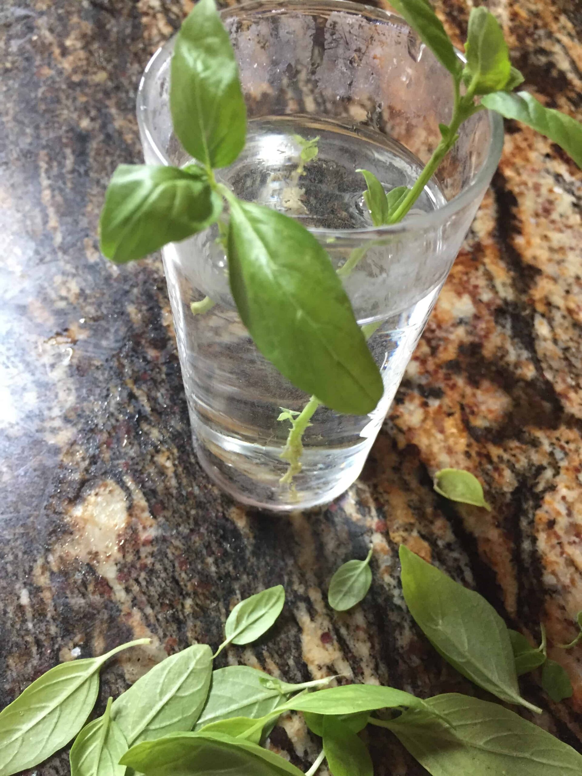 How to Harvest Basil So It Keeps Growing - Rural Living Today