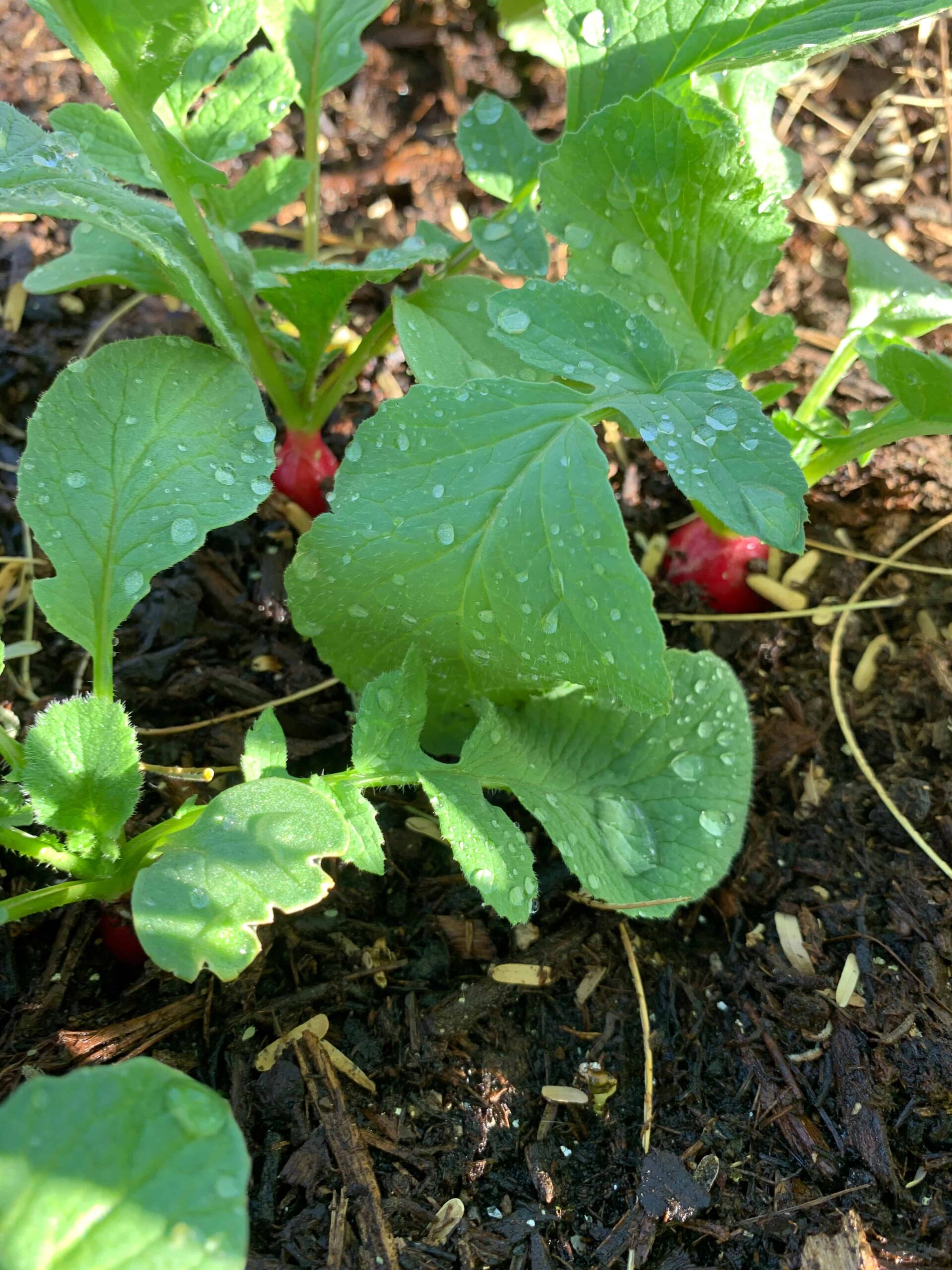 Growing Radishes ~ How to Grow Radishes for a Zesty Harvest