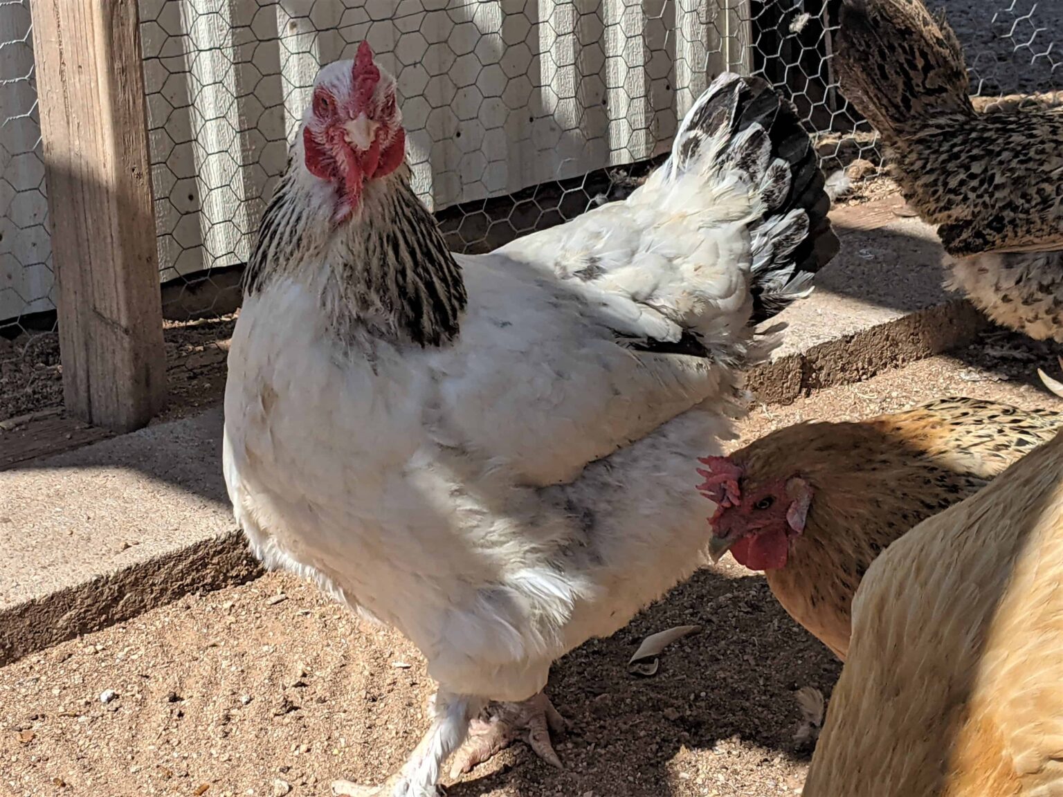 Brahma Chicken ~ Raise This Giant Chicken for Eggs and Meat